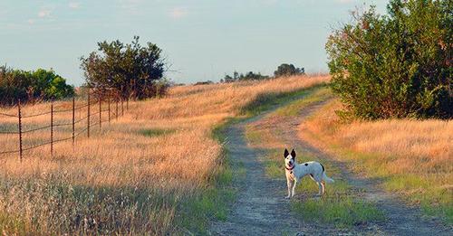 Pricing Plans for Smart Dog Training Solutions